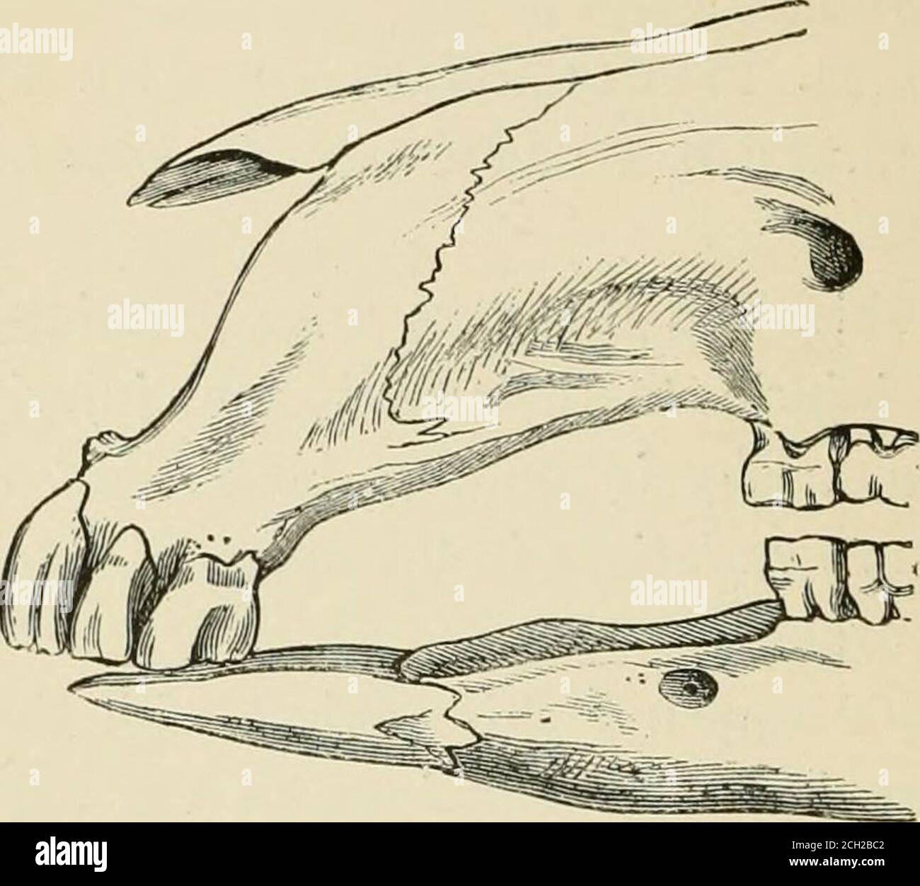 Exposed lower teeth hi-res stock photography and images - Alamy