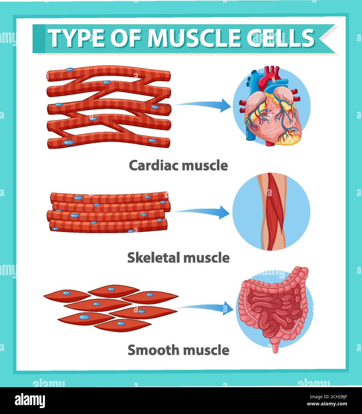Skeletal muscle cells High Resolution Stock Photography and Images - Alamy