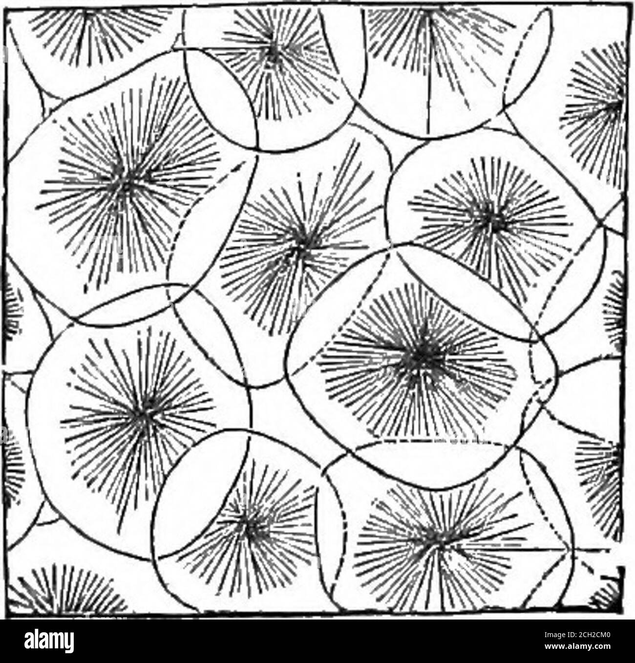 . The plant, an illustration of the organic life of the animal . ses ...