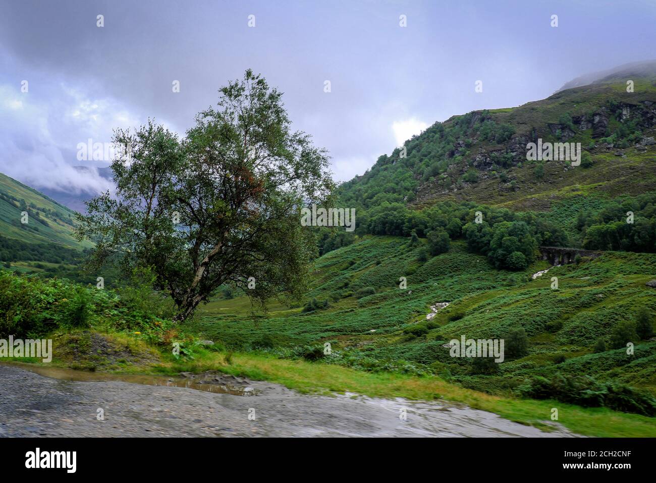 summer in scotland Stock Photo - Alamy