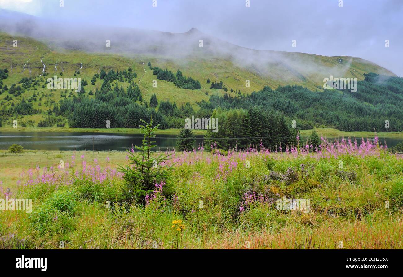 summer in scotland Stock Photo - Alamy
