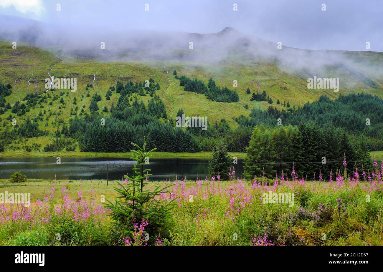 summer in scotland Stock Photo - Alamy