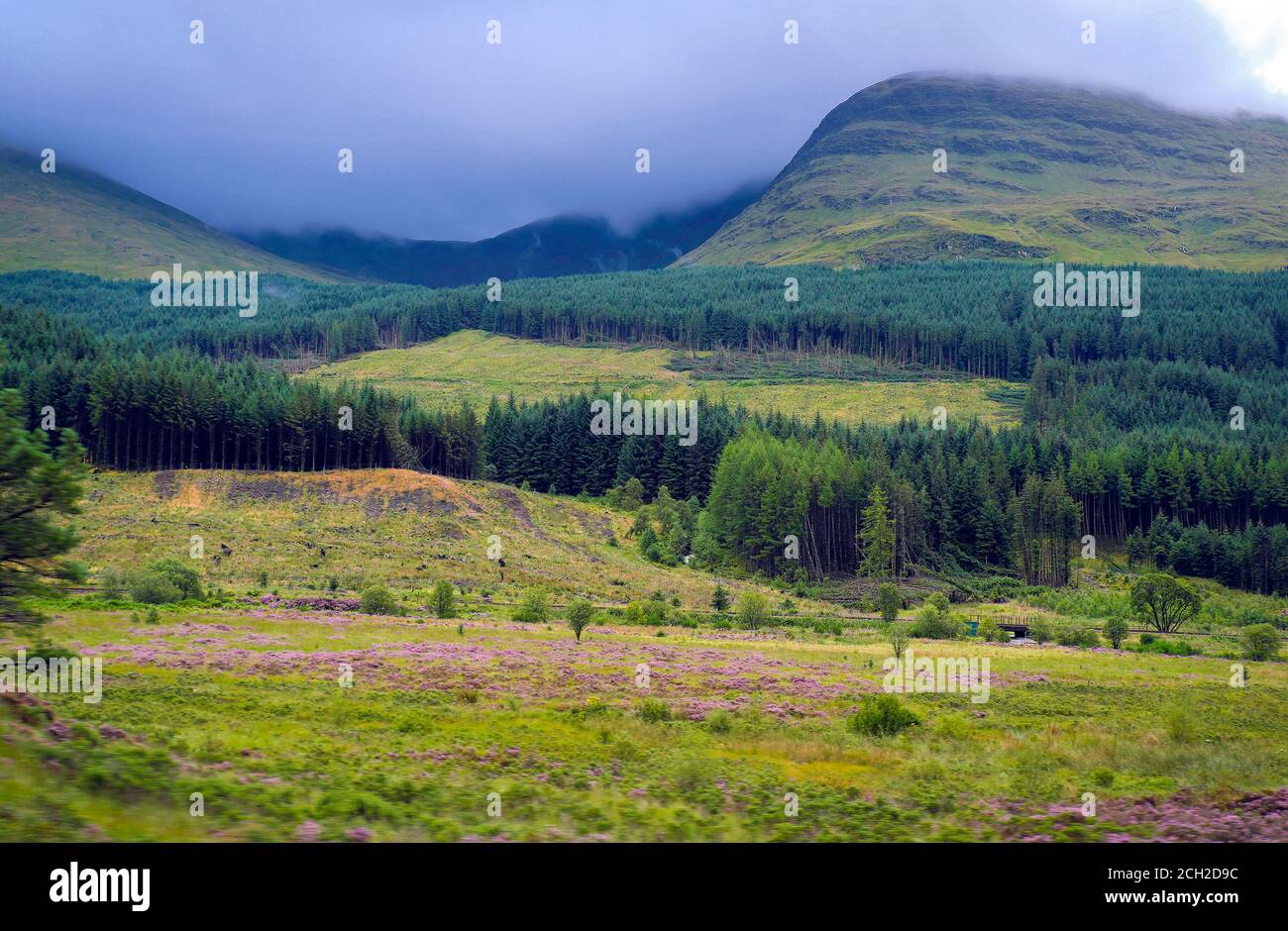summer in scotland Stock Photo - Alamy