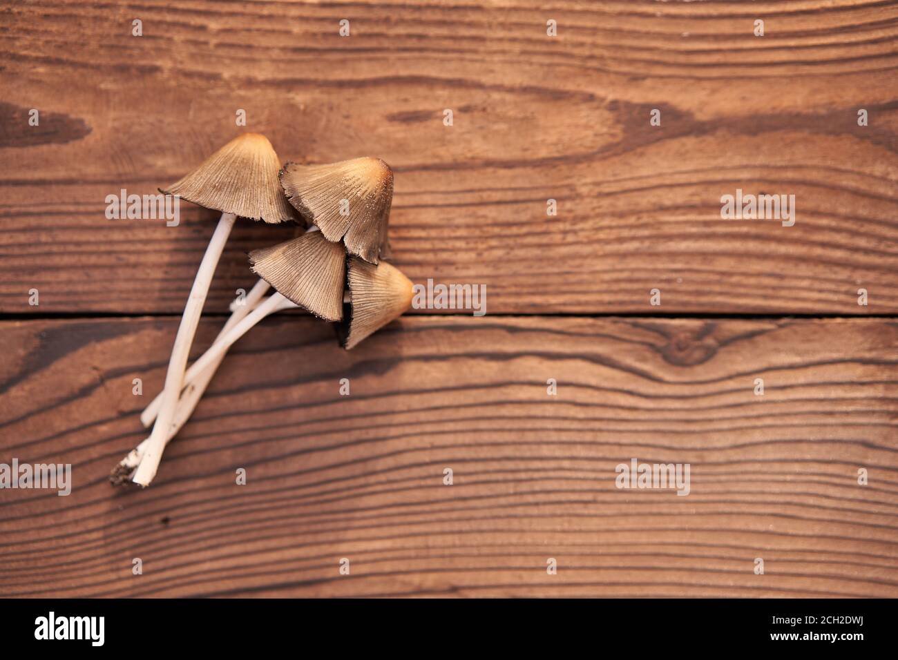 Toxic mushroom lies wooden table background Poison mushrooms do not eat ...