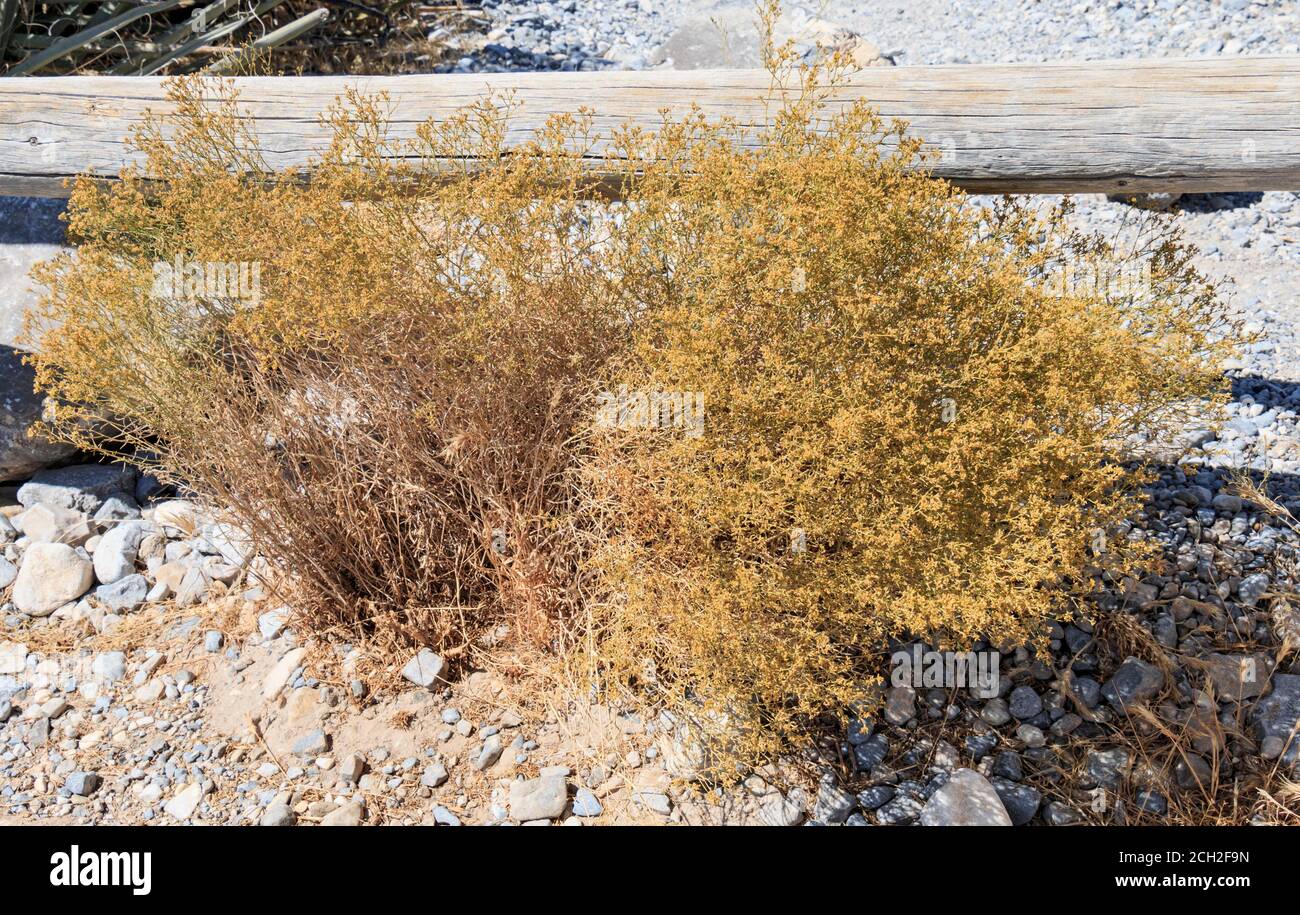 Rabbitbrush (Ericameria nauseosa), a plant that can be used as a water ...