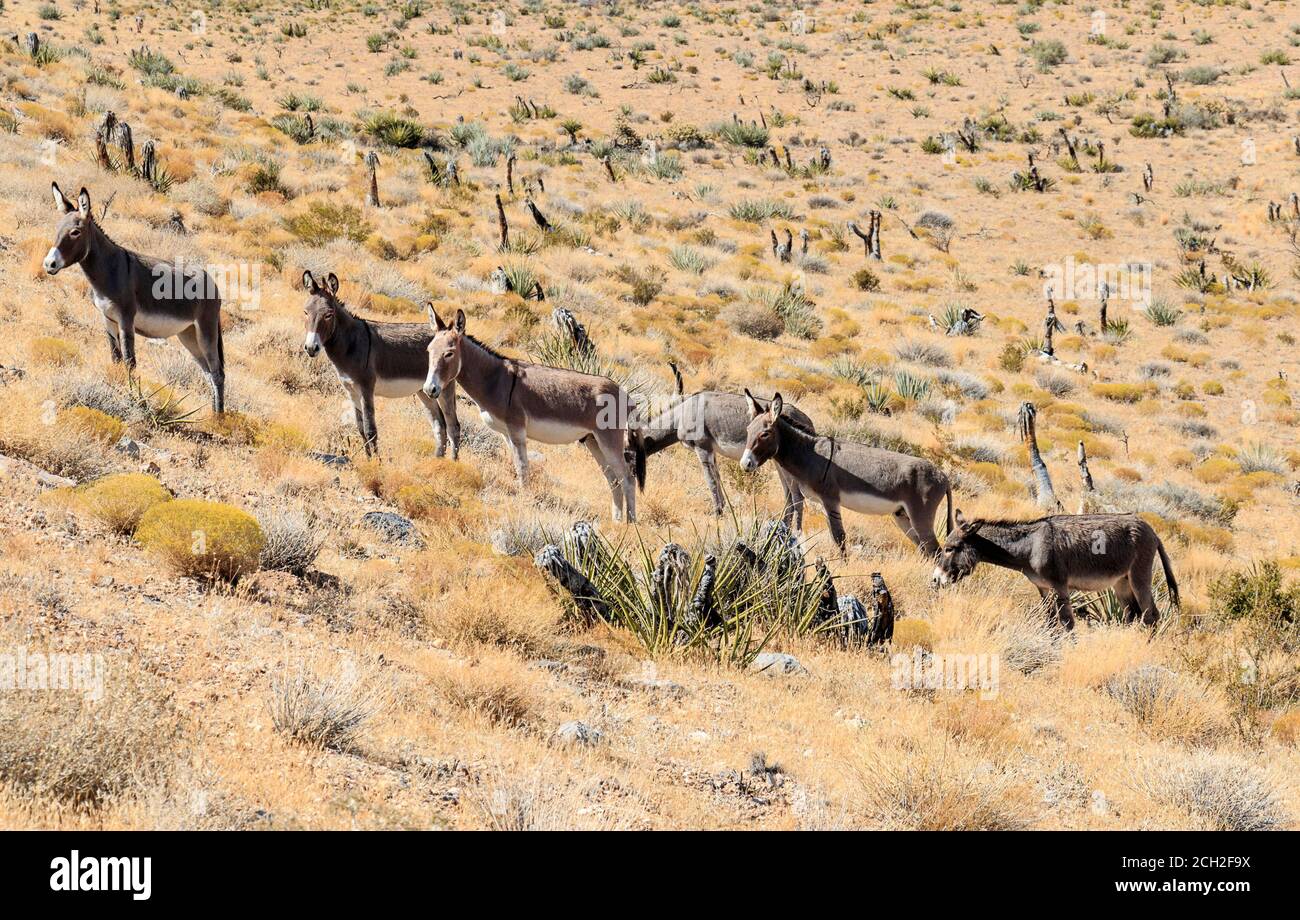 Wild burros (Equus asinus) are non-native relatives of horses that were ...