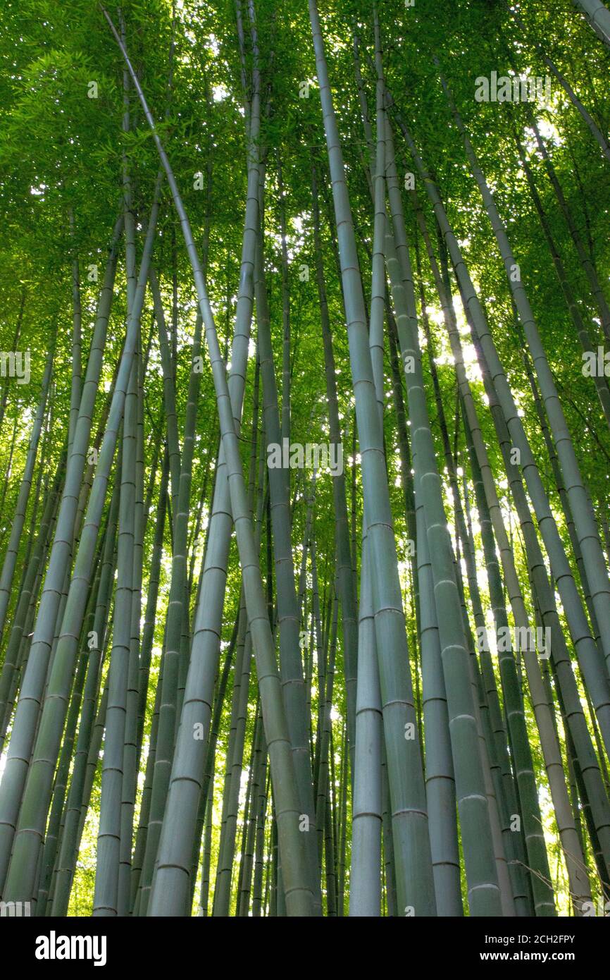 Sagano bamboo forest, kyoto, japan hi-res stock photography and images ...