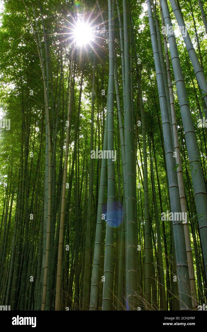 Bamboo forest at sagano arashiyama kyoto hi-res stock photography and ...