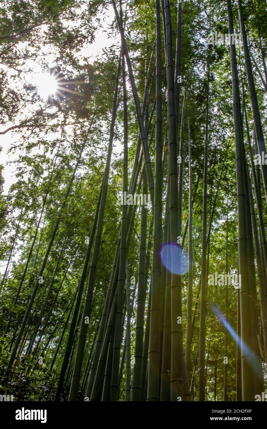 Bamboo forest at sagano arashiyama kyoto hi-res stock photography and ...