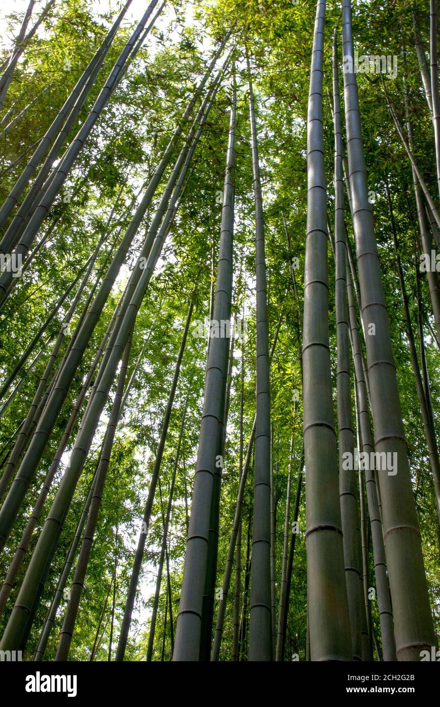 Sagano bamboo forest, kyoto, japan hi-res stock photography and images ...