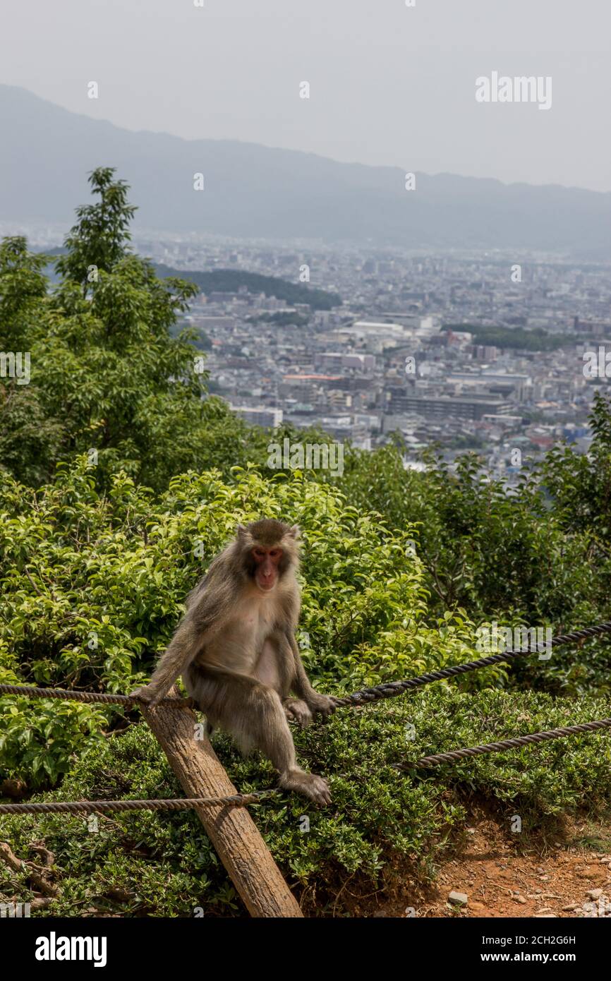 Japanese Macaque at the Iwatayama Monkey Park in Kyoto Arashiyama Japan ...