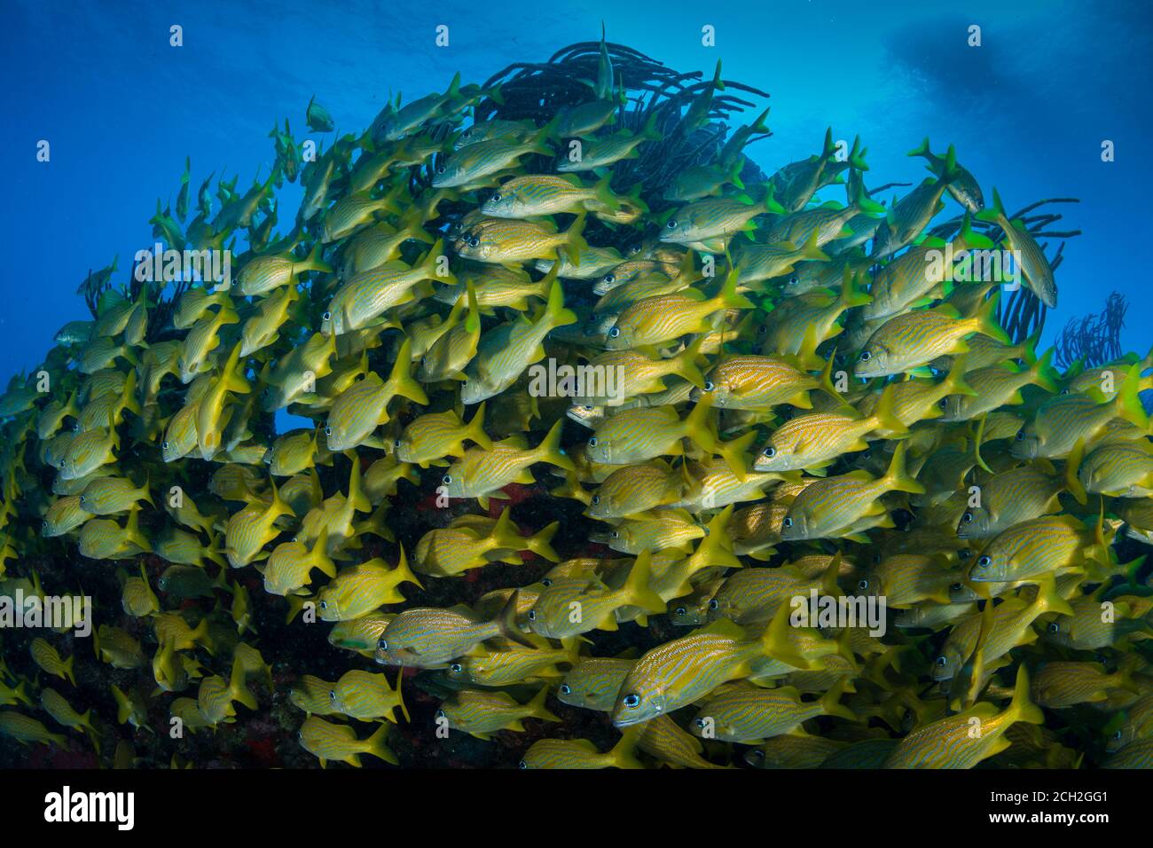 Huge Groups Of French Grunts Haemulon Flavolineatum On The One Step huge-groups-of-french-grunts-haemulon-flavolineatum-on-the-one-step