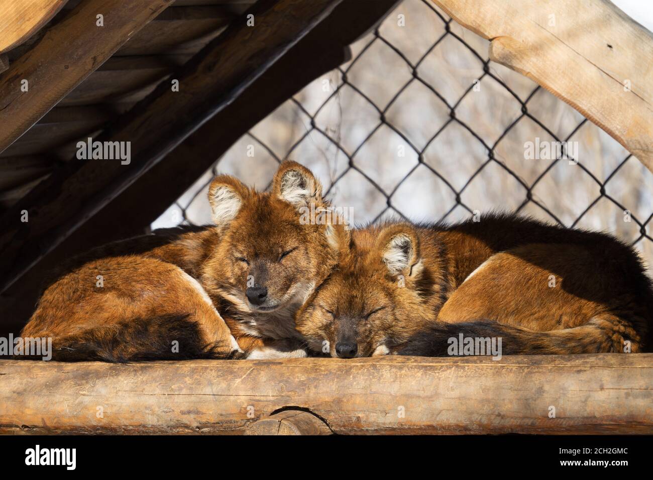 The couple of red wolves sleep in an artificial shelter in a nature ...