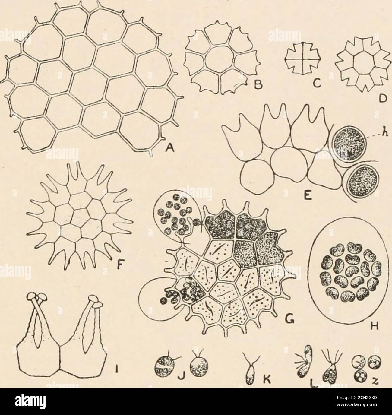 Hydrodictyon hi-res stock photography and images - Alamy