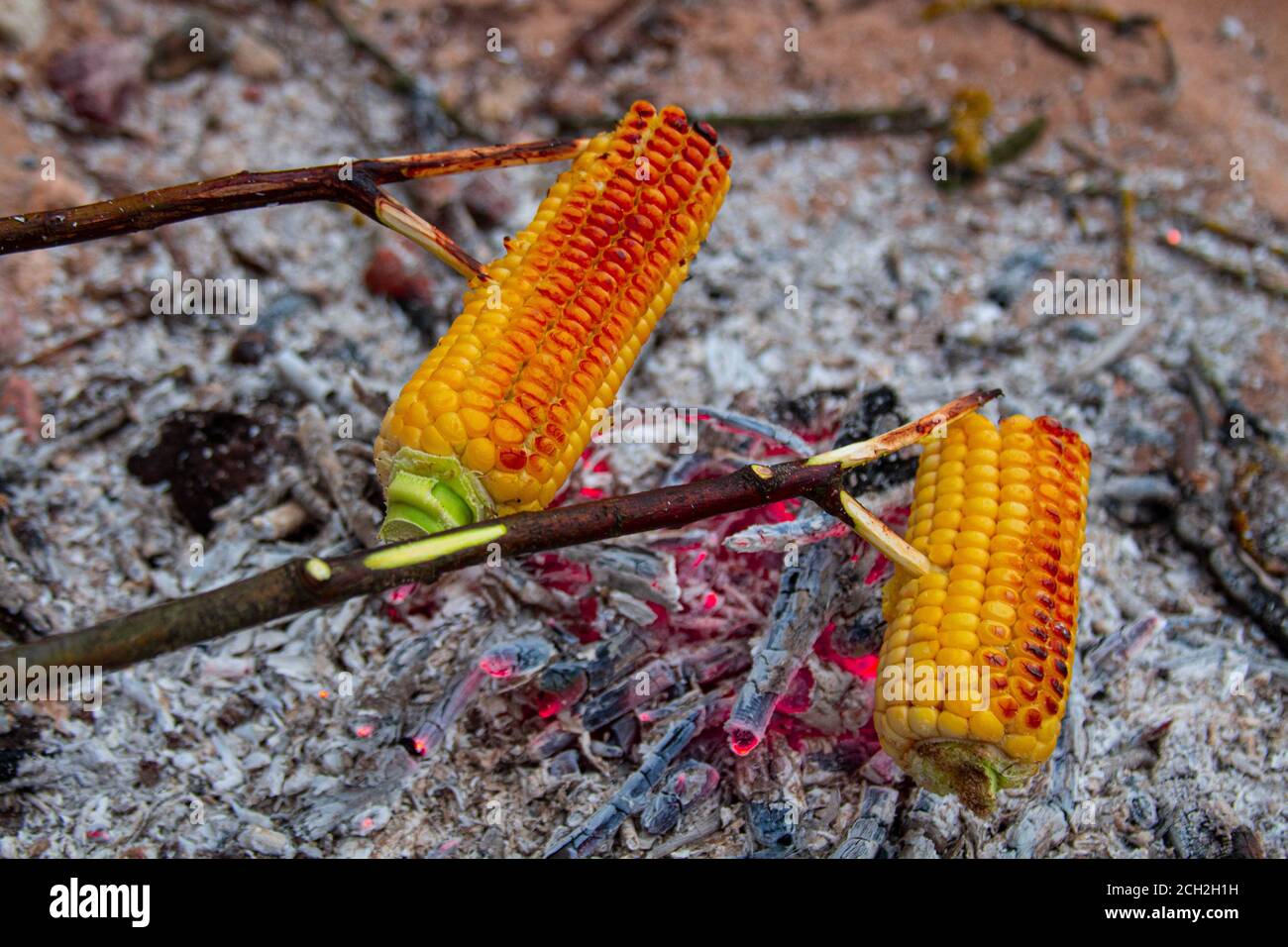 yellow corn with fried crust on the grill. Outdoor cooking process ...