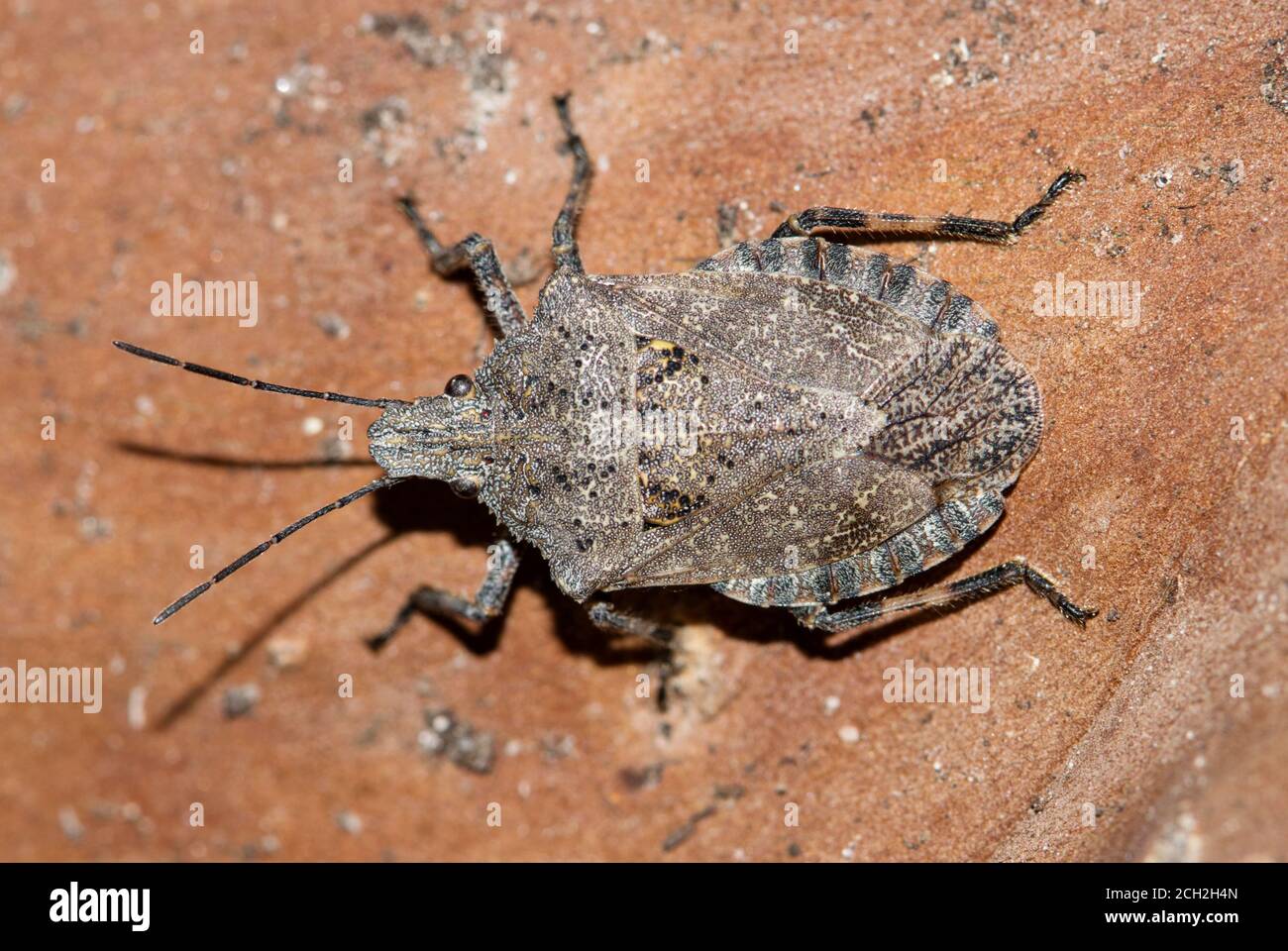 Rough Stink Bug (Brochymena) macro isolated on a Crepe Myrtle tree ...