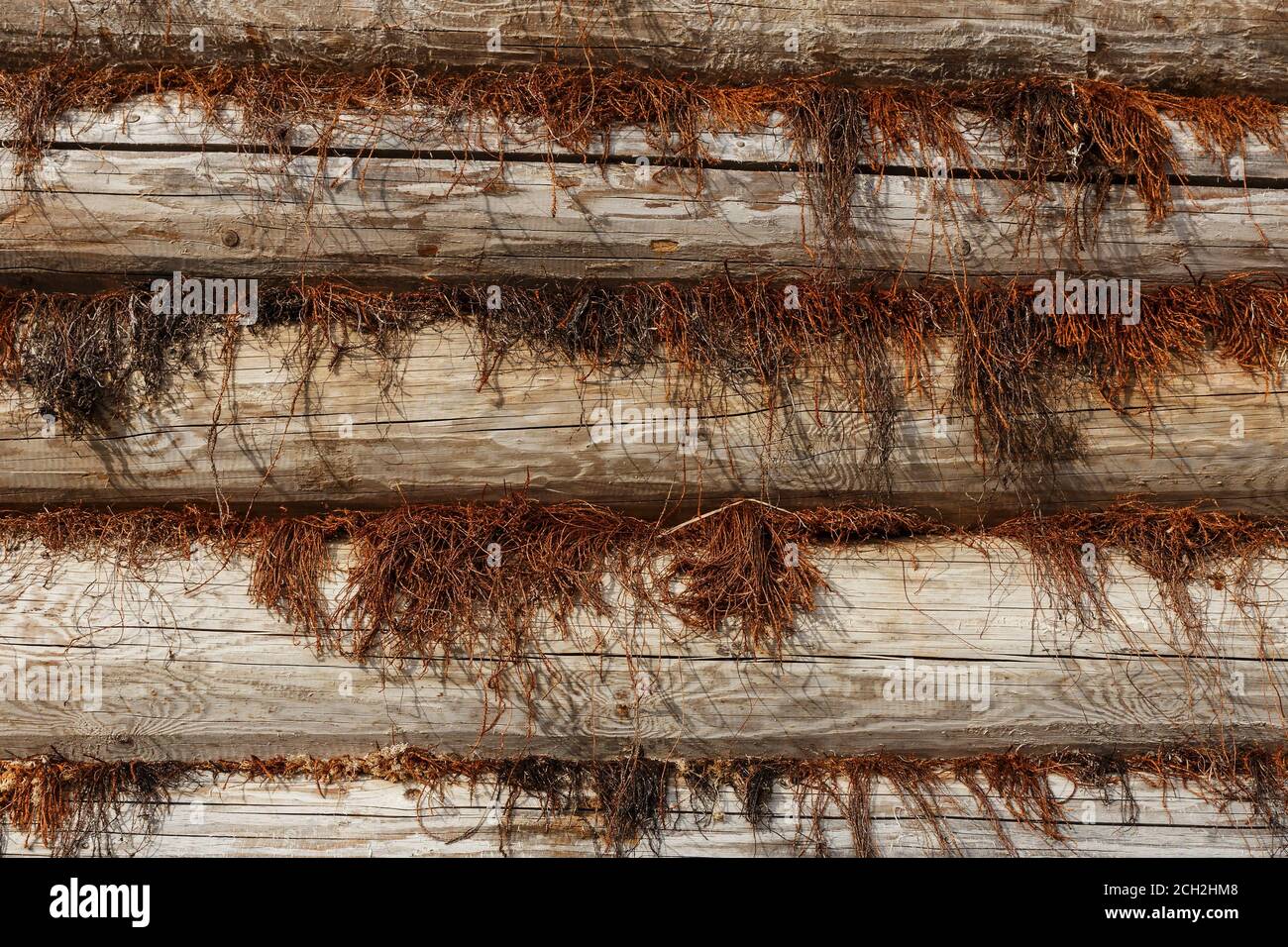 Wooden wall of a house made of round logs with moss. Horizontal ...