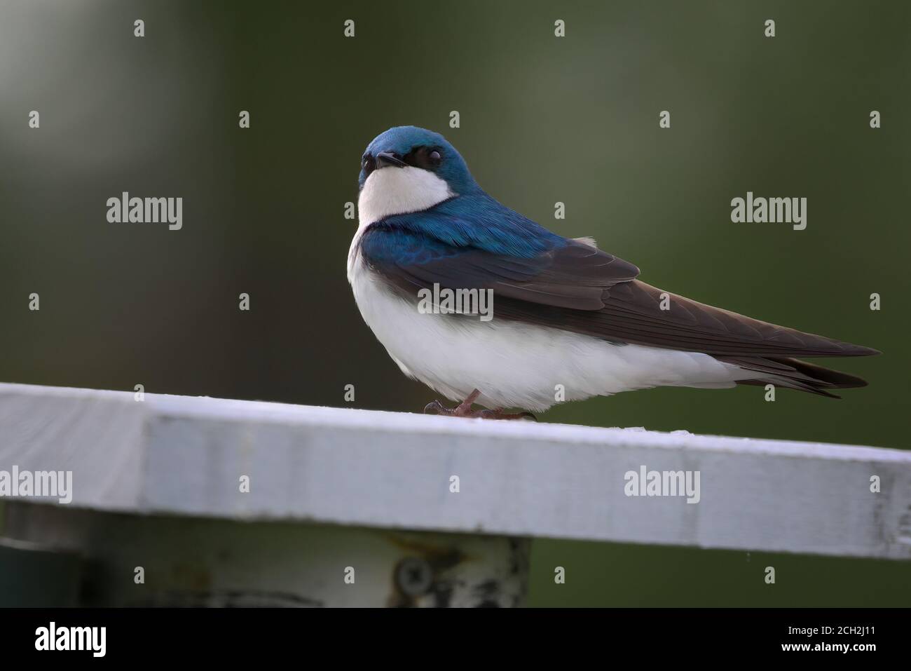 Male bird swallow avian wildlife High Resolution Stock Photography and ...