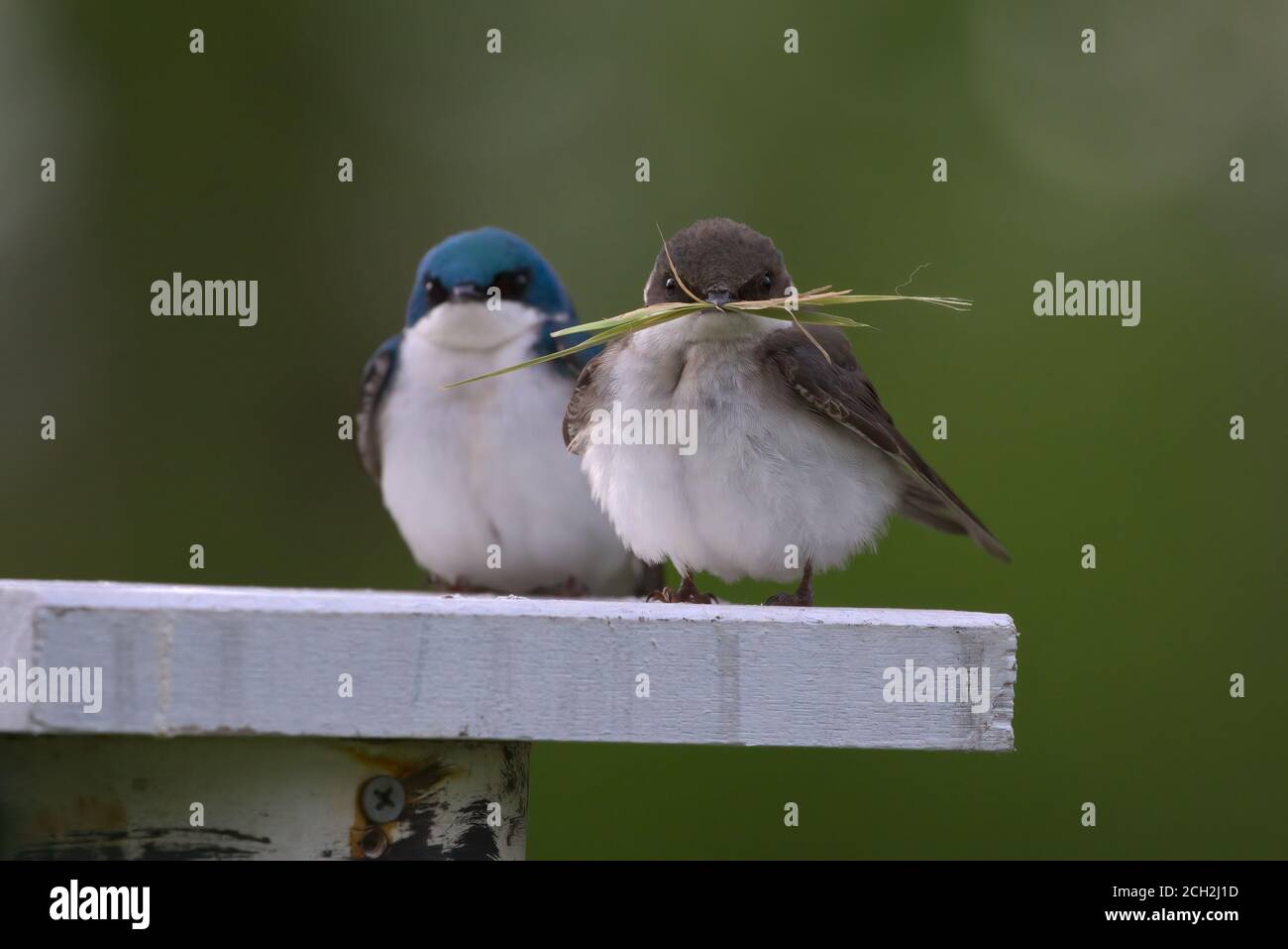 Tree Swallow Pair Perched On Bird Box With Grass Nesting Material Stock ...