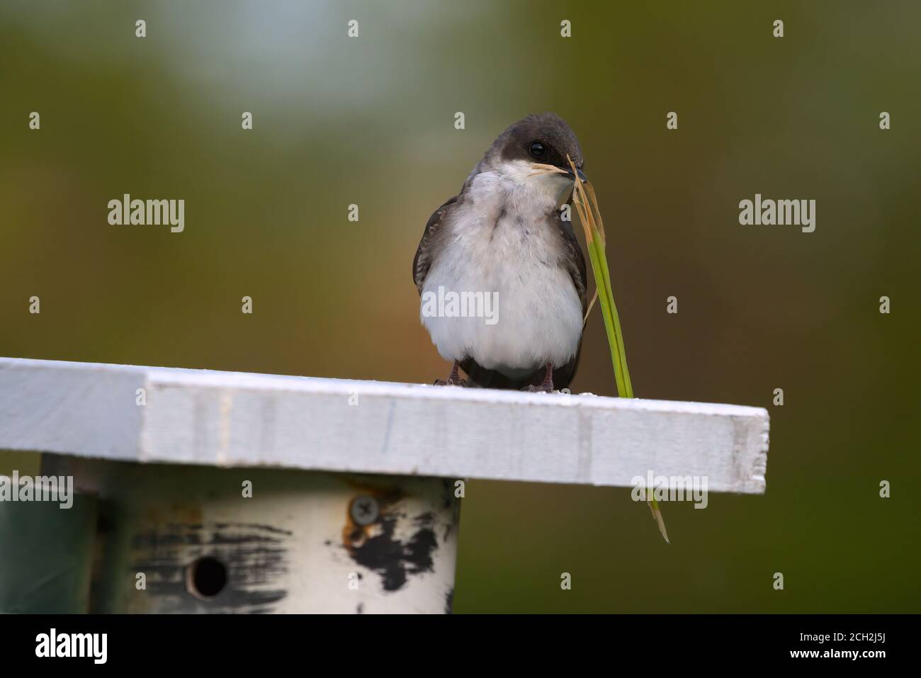 Female tree swallow hi-res stock photography and images - Alamy