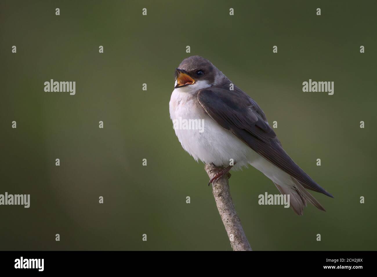 Female tree swallow hi-res stock photography and images - Alamy