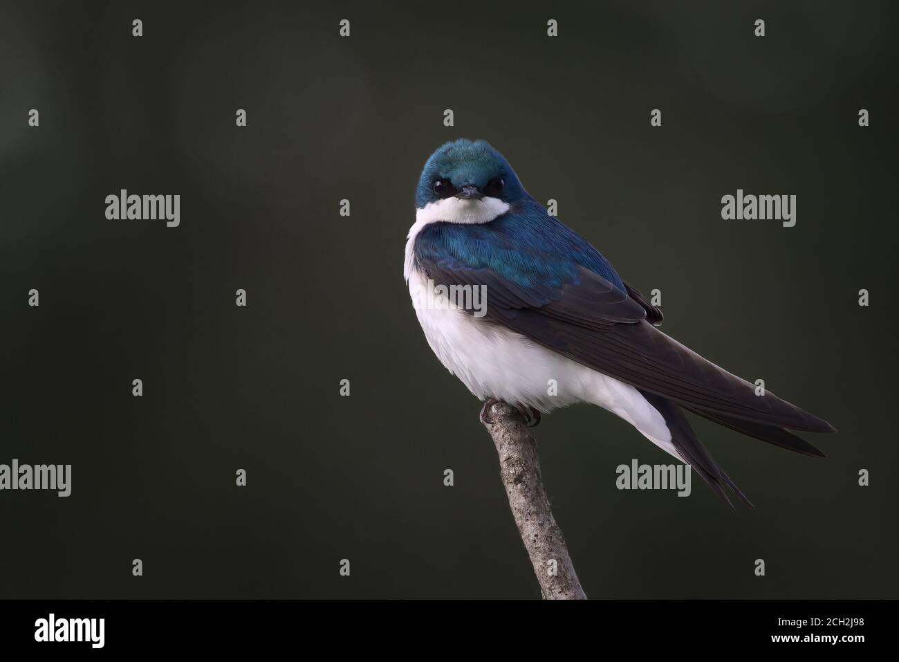 Male Tree Swallow Perched On End of Branch Stock Photo - Alamy