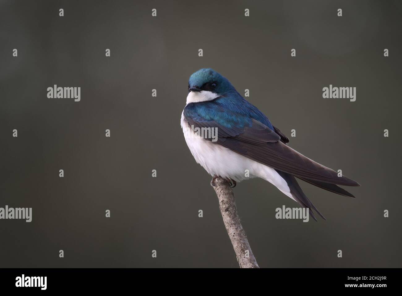 Male tree swallow hi-res stock photography and images - Alamy