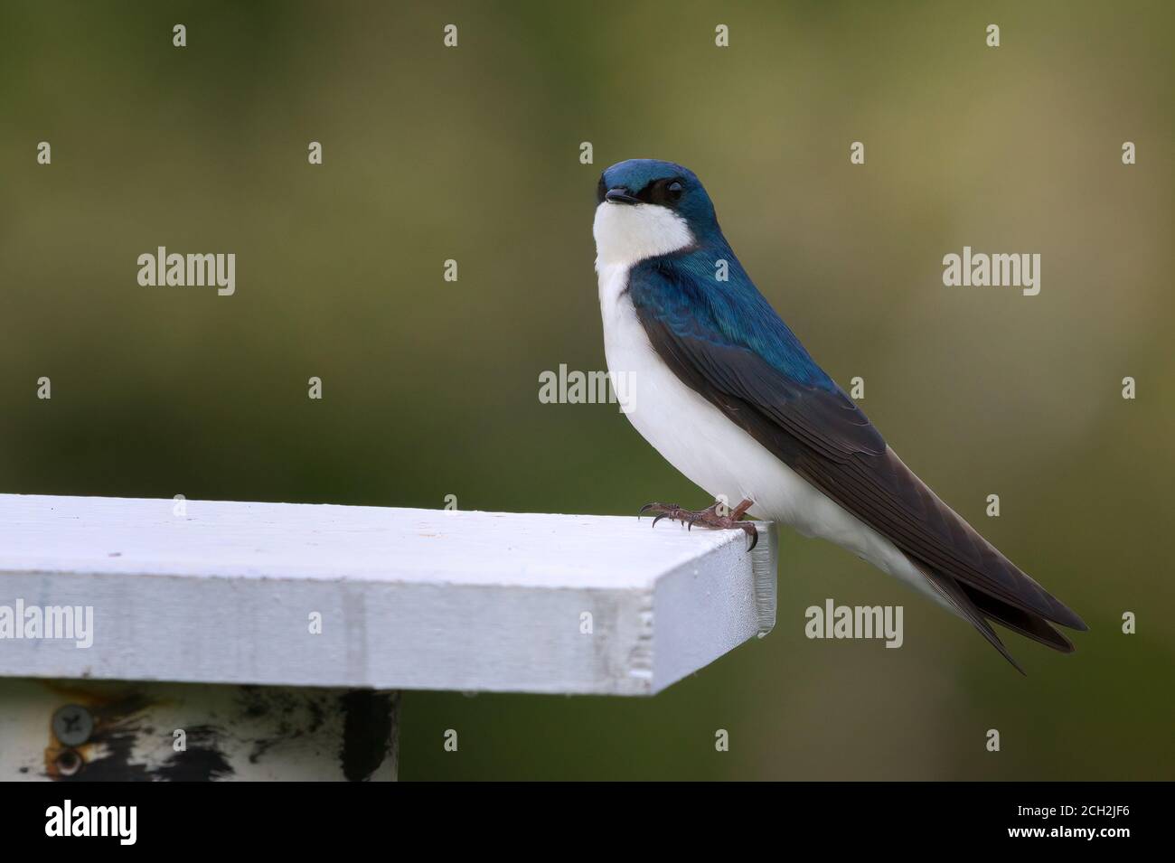 Male tree swallow hi-res stock photography and images - Alamy