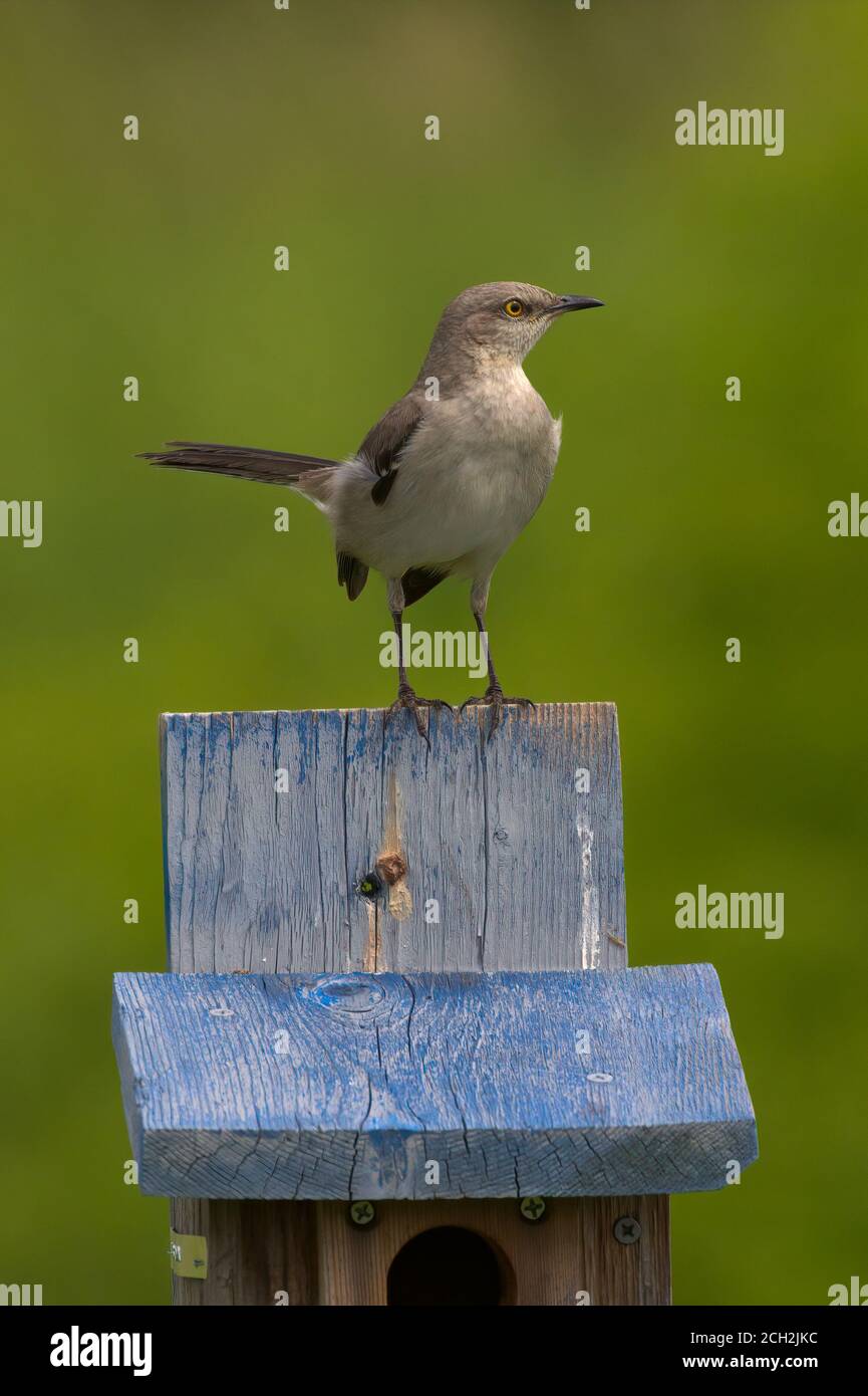 Mockingbird bird birdwatching nature hi-res stock photography and ...