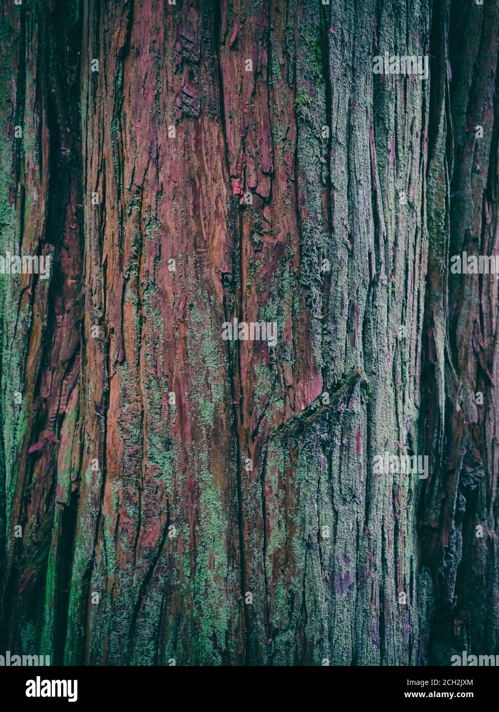 tree bark multicolored, close up, background, wooden board, texture ...