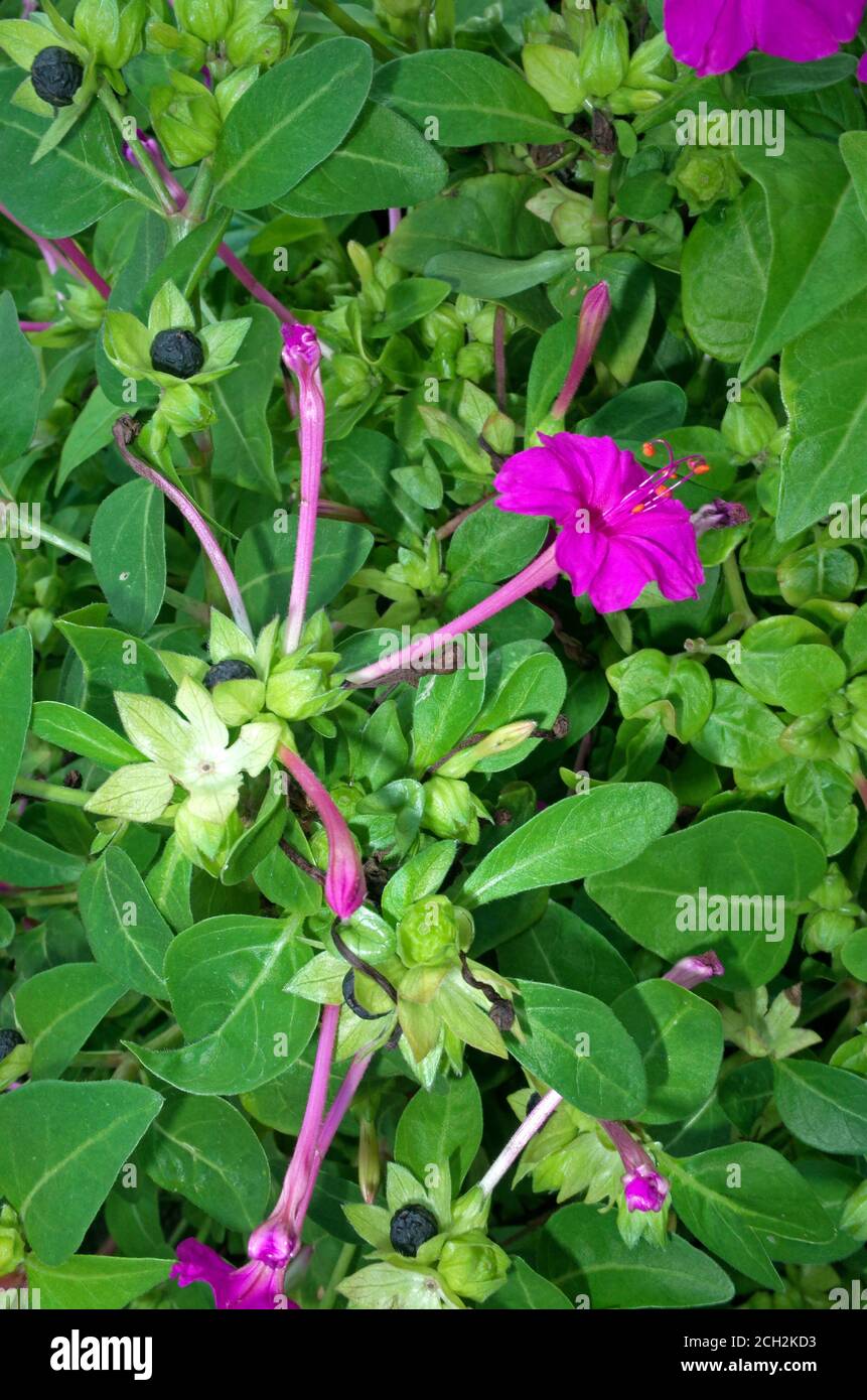 Mirabilis jalapa leaves hi-res stock photography and images - Alamy