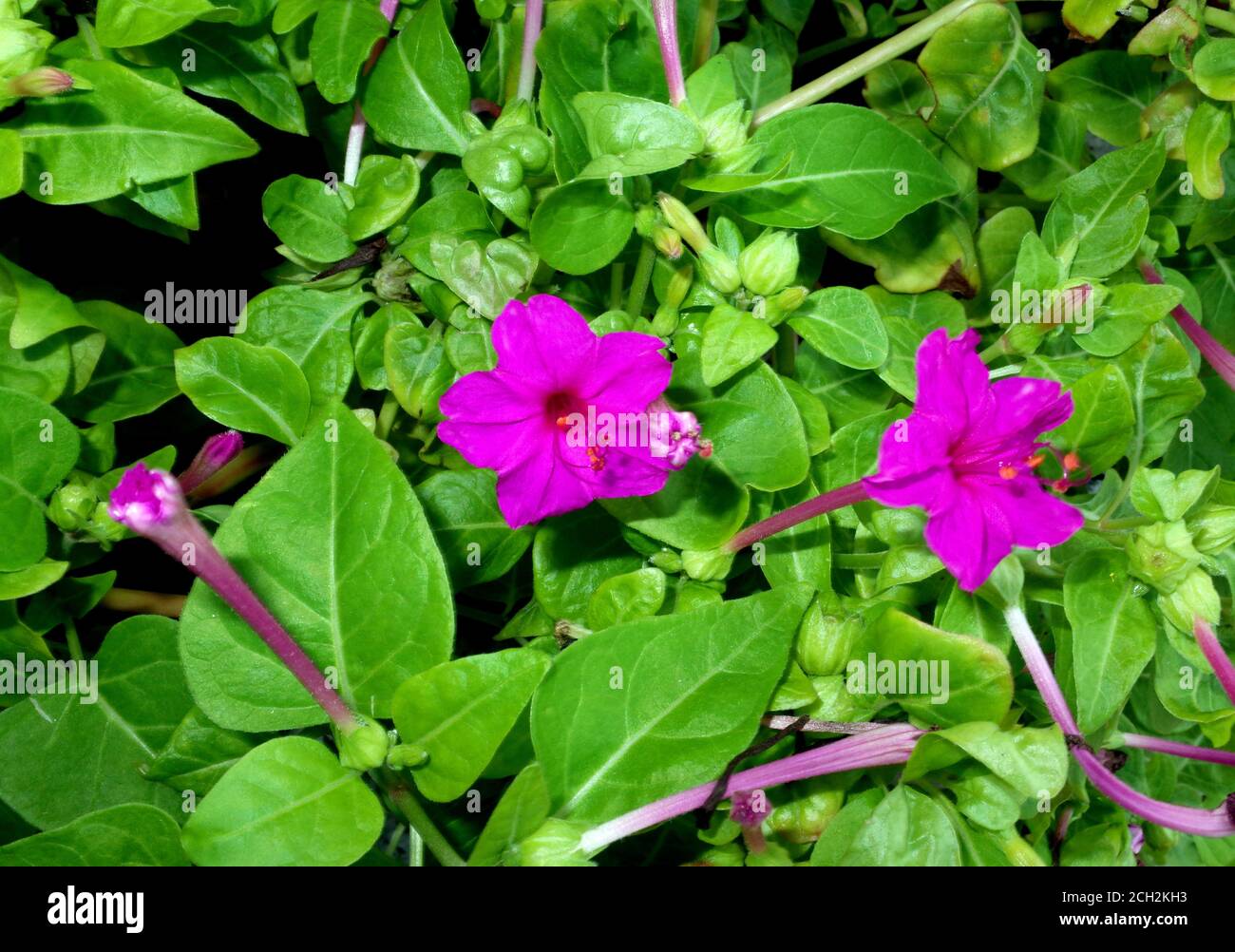 Mirabilis jalapa (four o'clock flower) close-up Stock Photo - Alamy
