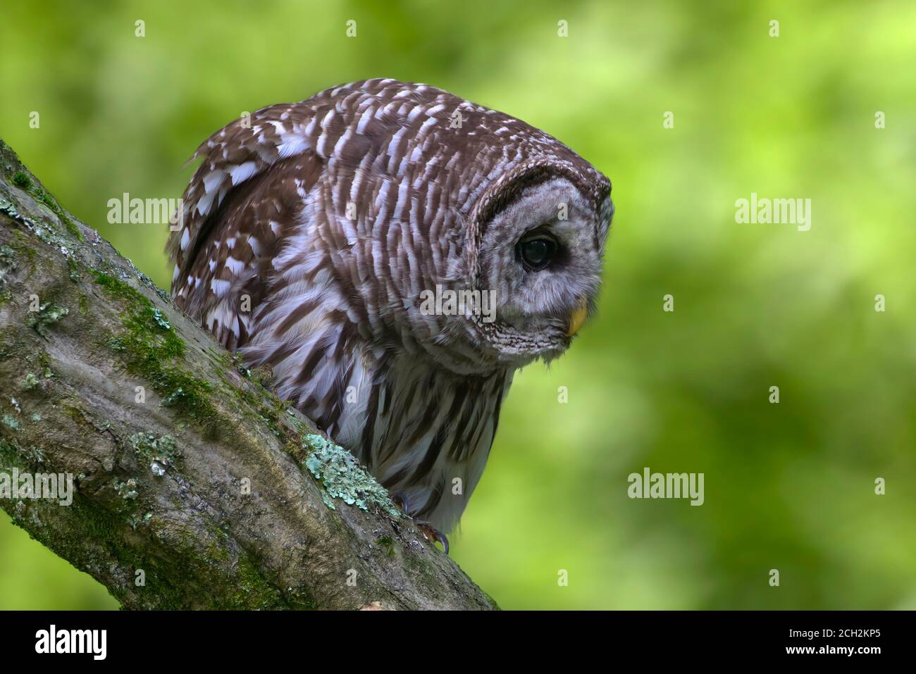 Barred Owl Perched On Branch In Great Swamp National Wildlife Refuge ...