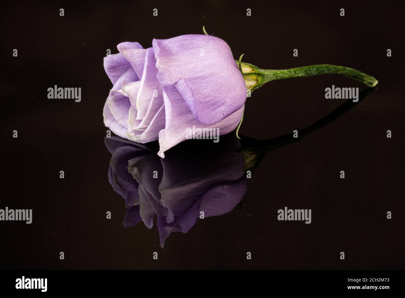 Single rose flower Stock Photo - Alamy