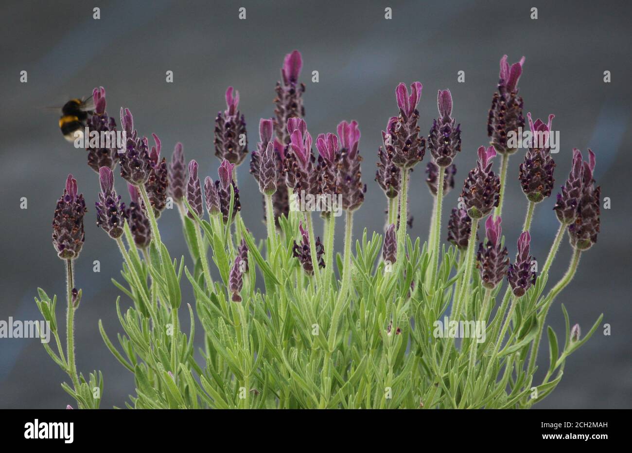 A photograph of a small lavender plant, close up Stock Photo - Alamy