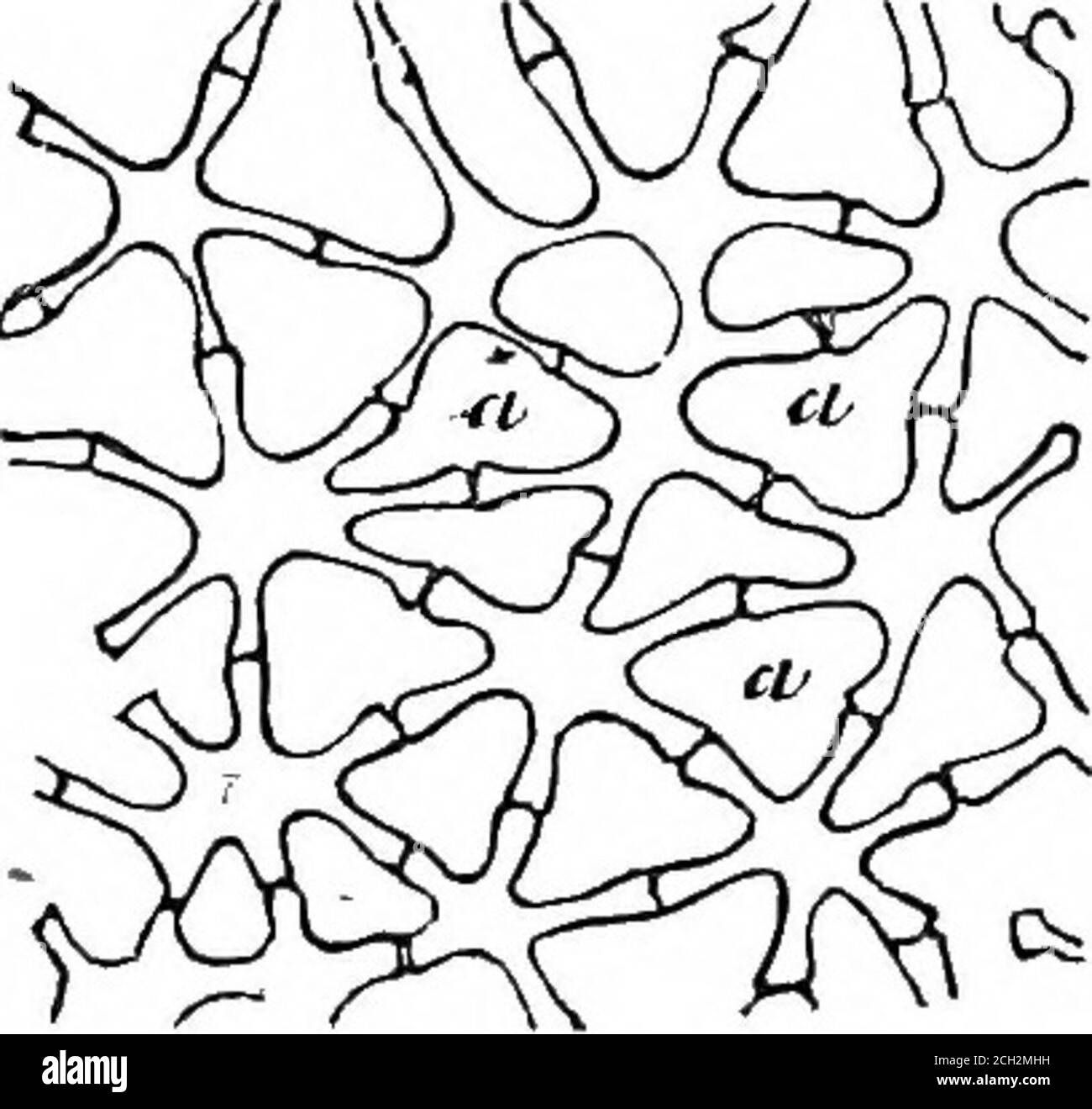 . The plant, an illustration of the organic life of the animal . arity ...