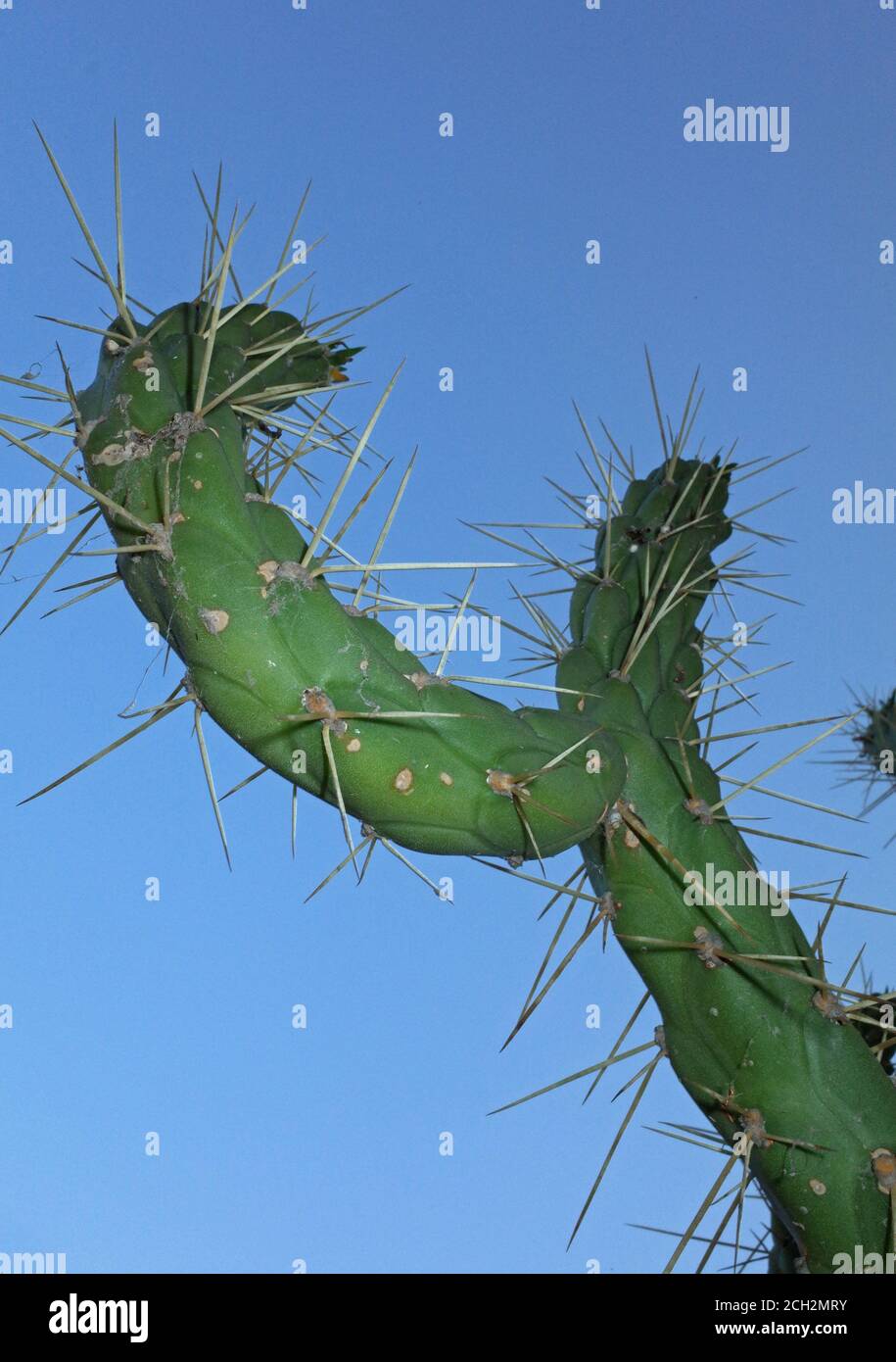 Cactus branch close-up Stock Photo - Alamy
