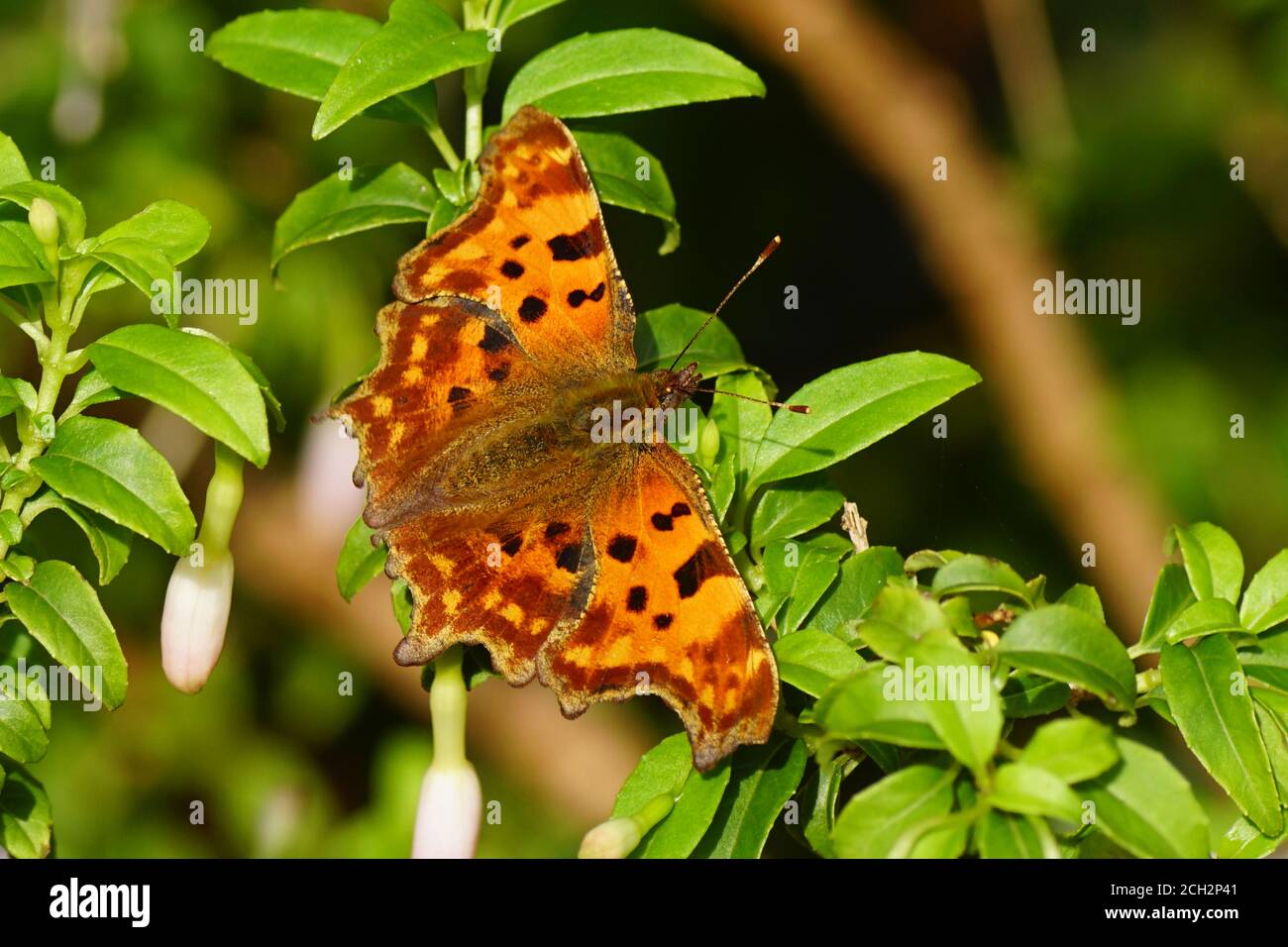 Comma (Polygonia c album), family Nymphalidae on flowers of fuchsia ...