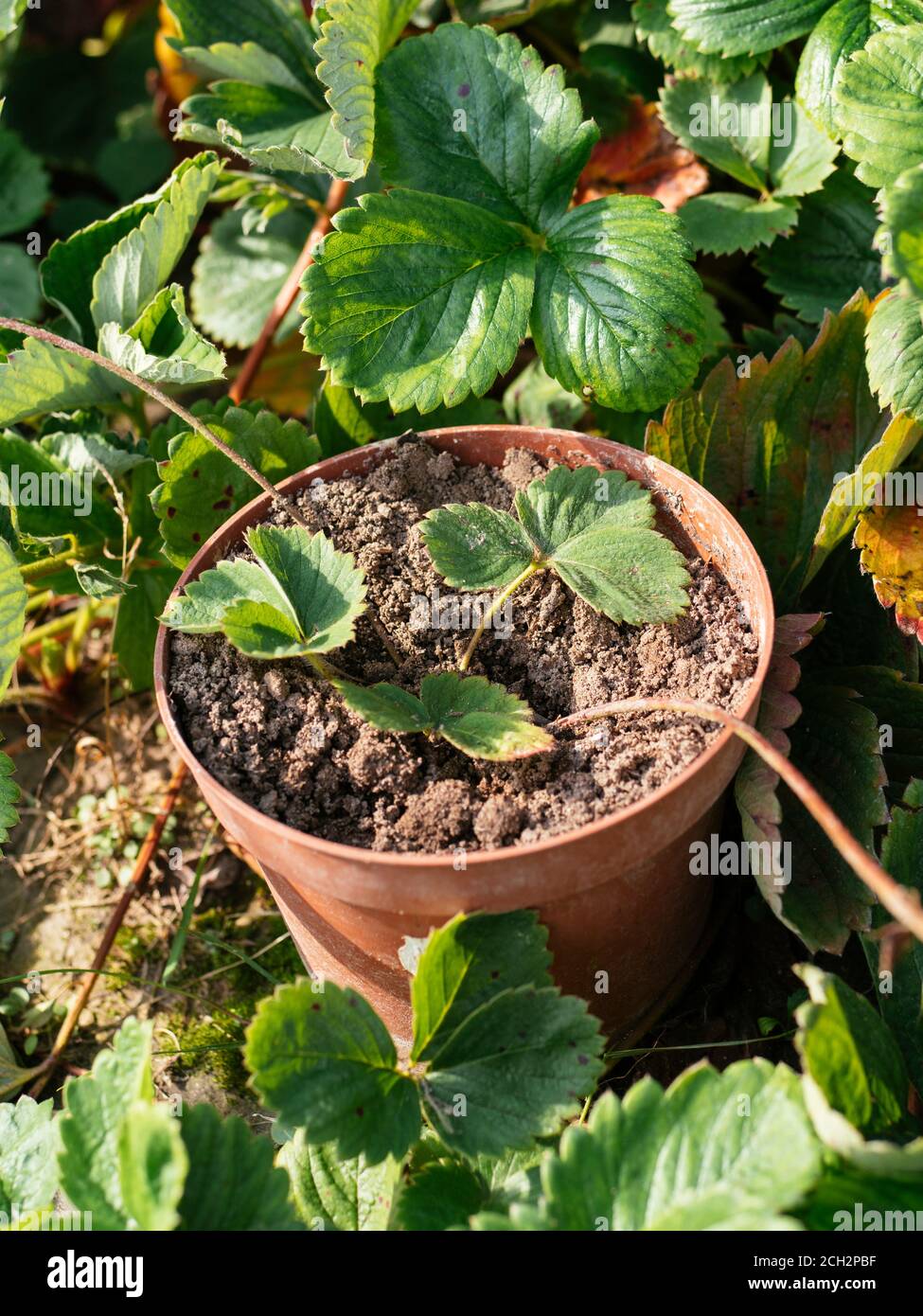 Propagation By Runners