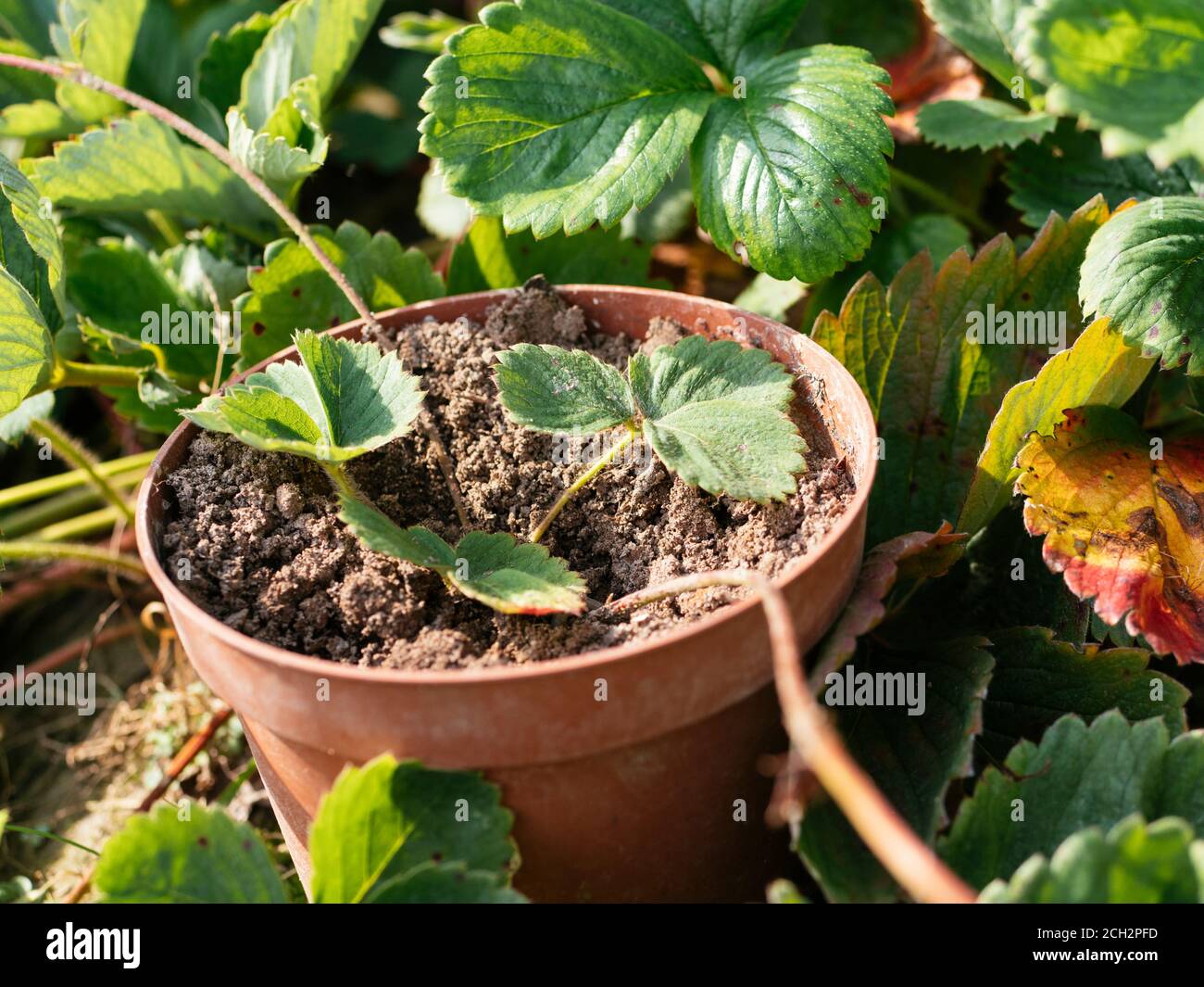 Propagating strawberries hi-res stock photography and images - Alamy