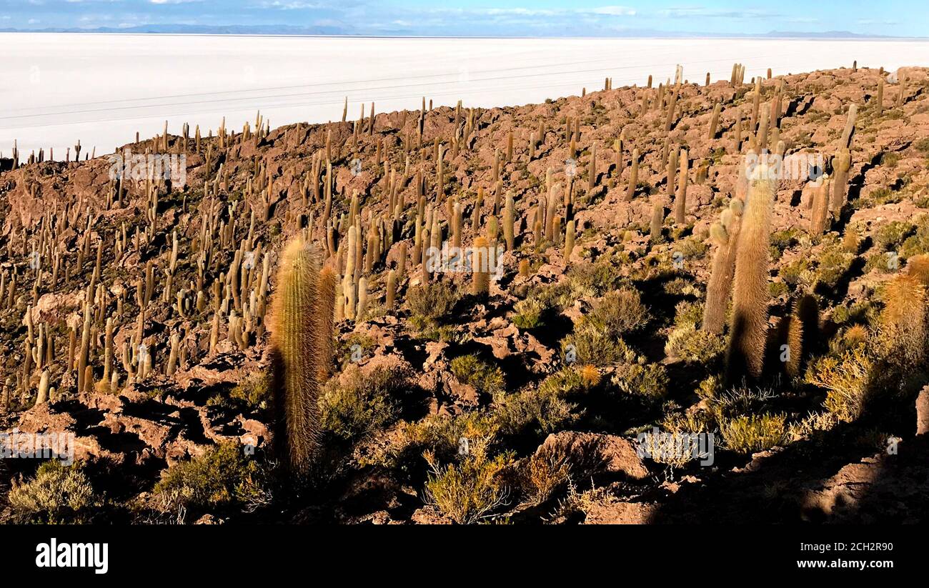 Cacti on the Island Incahuasi. Salar De Uyuni, South America. Salt Flat ...