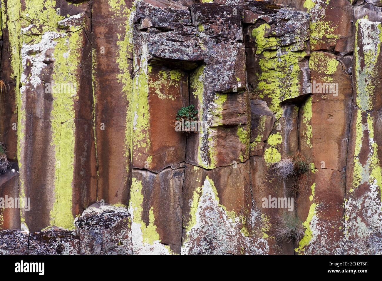 Yellow and white lichen growing on columnar basalt rock cliffs, John ...