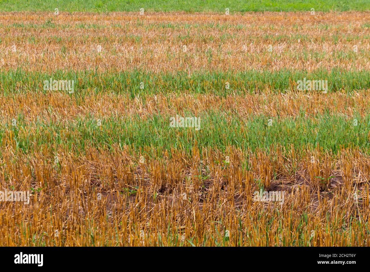 Grass stubble hi-res stock photography and images - Alamy