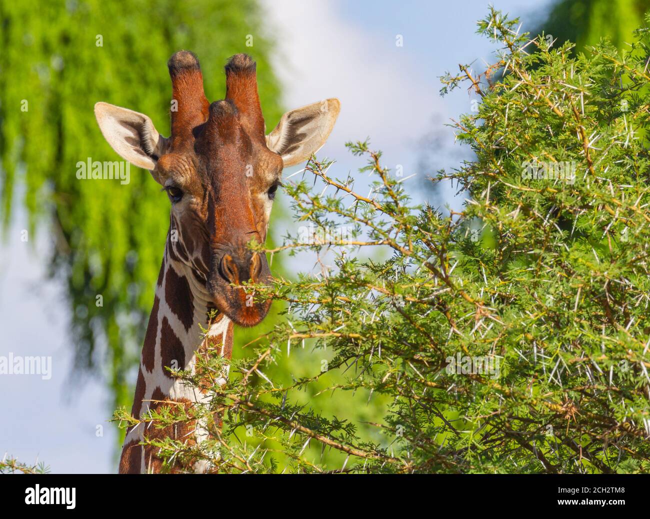 Reticulated giraffe (Giraffa camelopardalis reticulata) feeding on ...