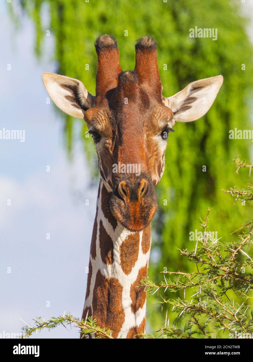 Giraffe Eyes High Resolution Stock Photography and Images - Alamy