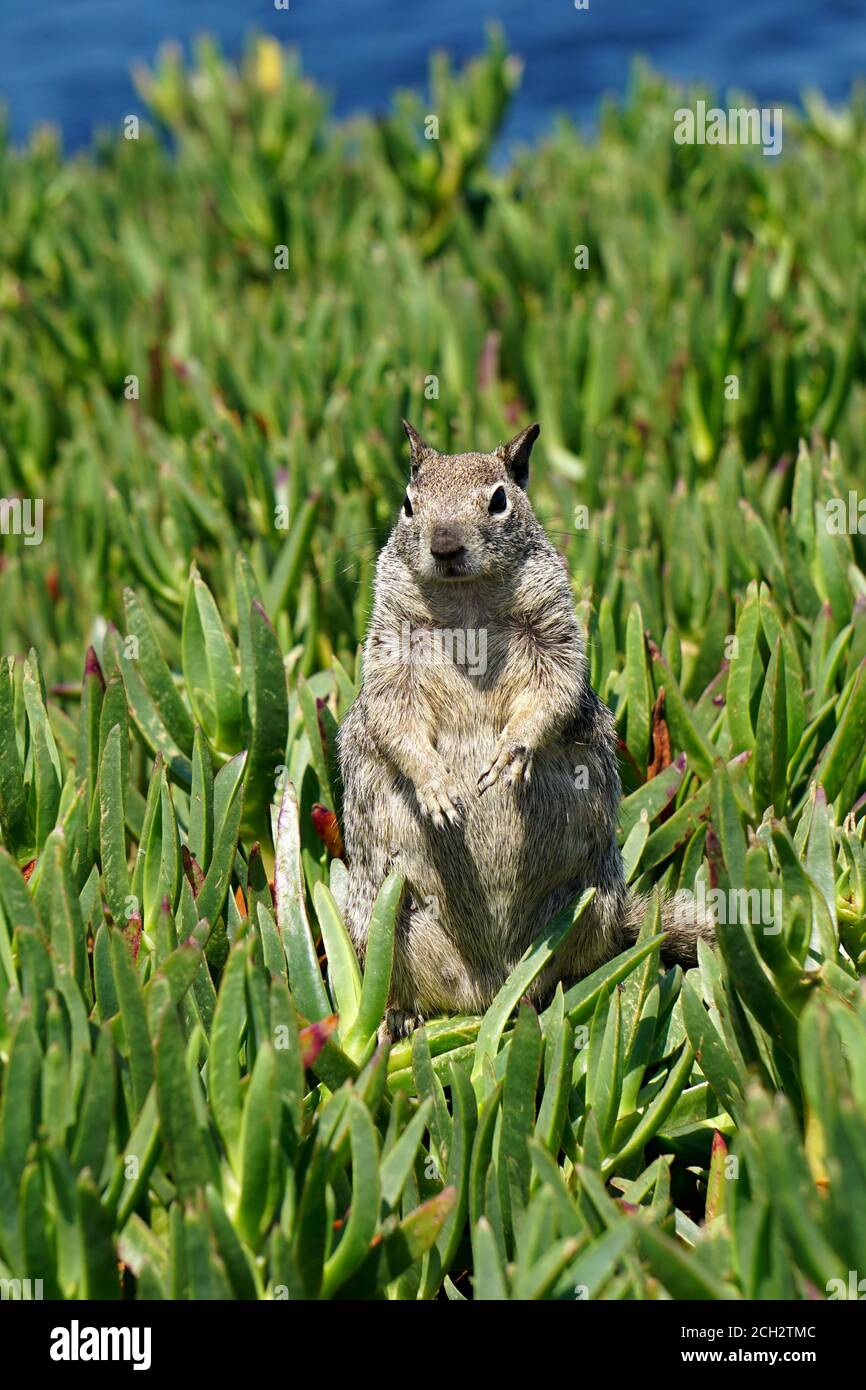 Beach squirrels hi-res stock photography and images - Alamy