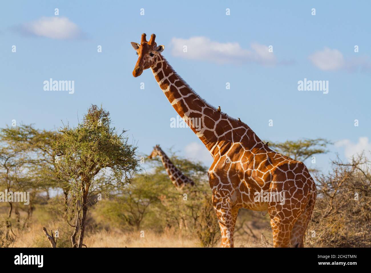 Reticulated giraffe with long neck, side view looking back, Samburu ...