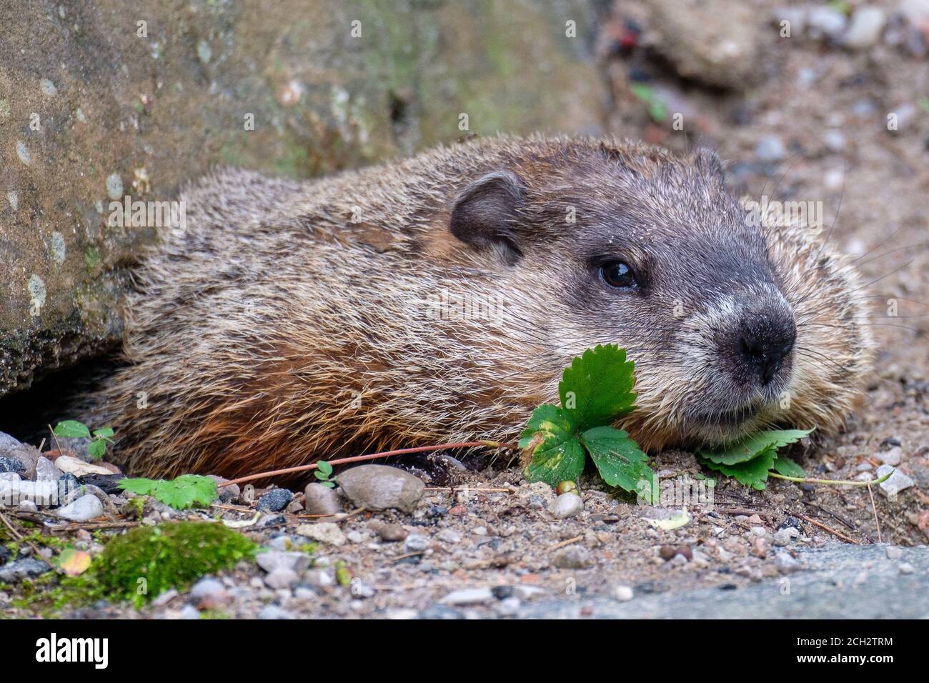 Groundhog burrow hi-res stock photography and images - Alamy