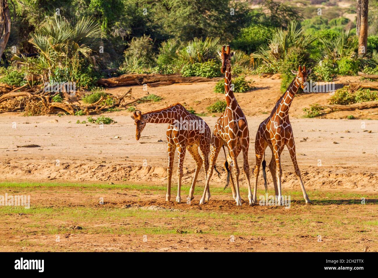 Three Reticulated Giraffes (Giraffa camelopardalis reticulata), bowing ...