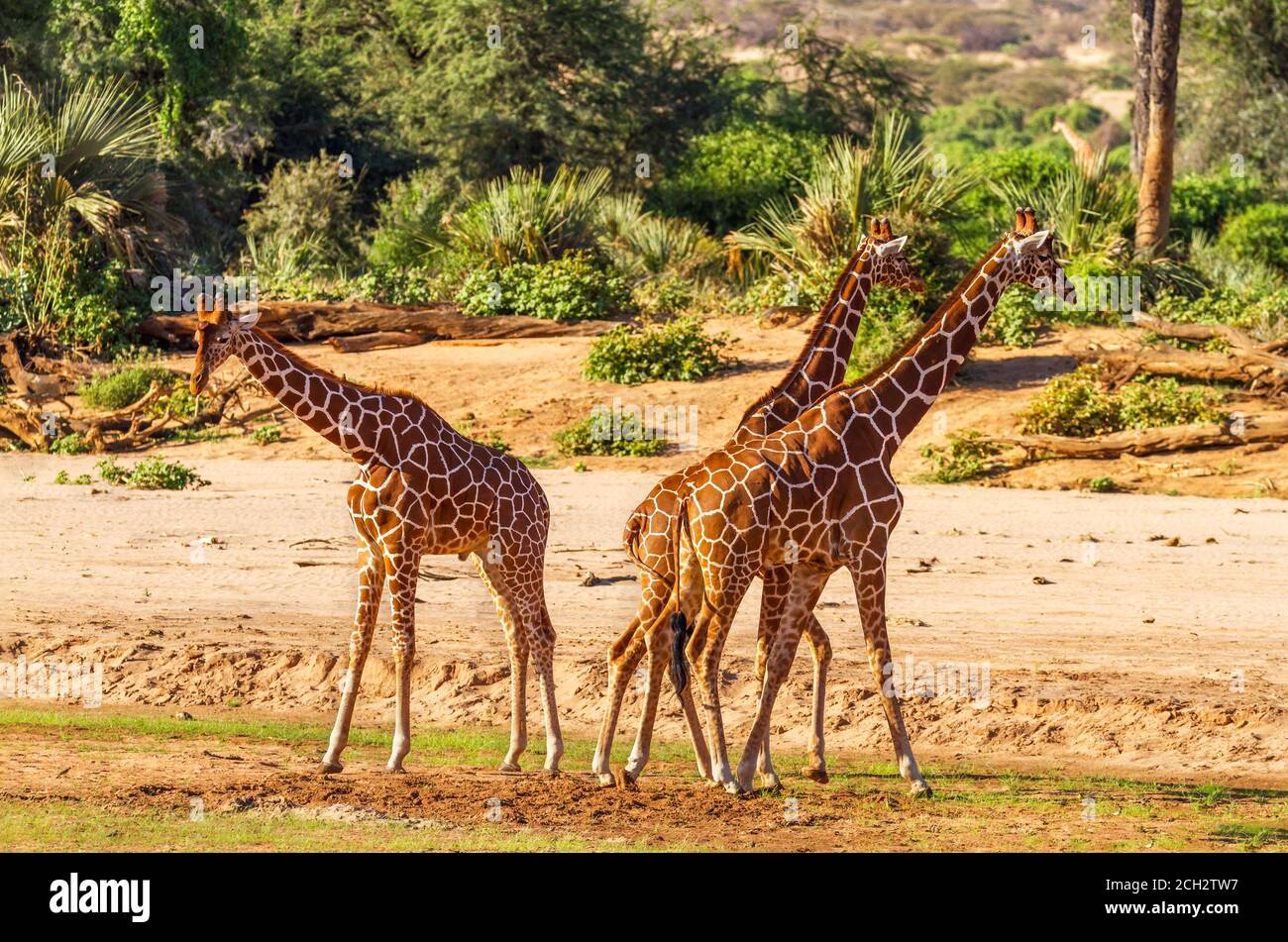 Three Reticulated Giraffes (Giraffa camelopardalis reticulata ...